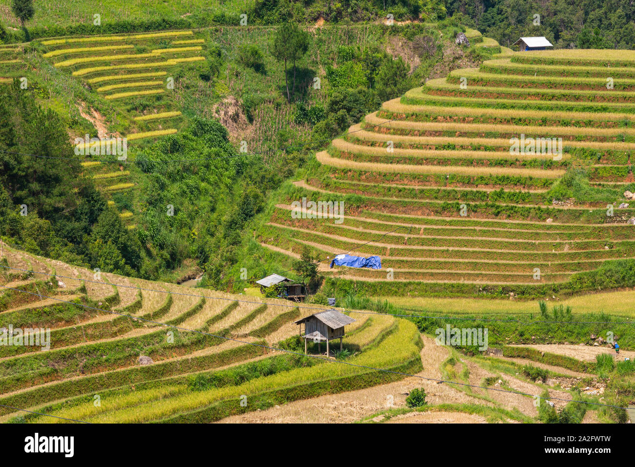Terrace rice fields in Mu Cang Chai, near Sapa, Northern Vietnam Stock ...