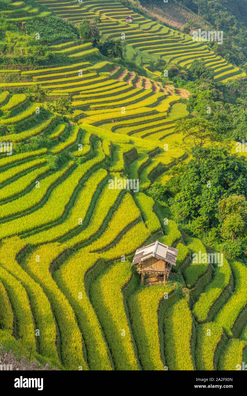 Terrace rice fields in Mu Cang Chai, near Sapa, Northern Vietnam Stock ...