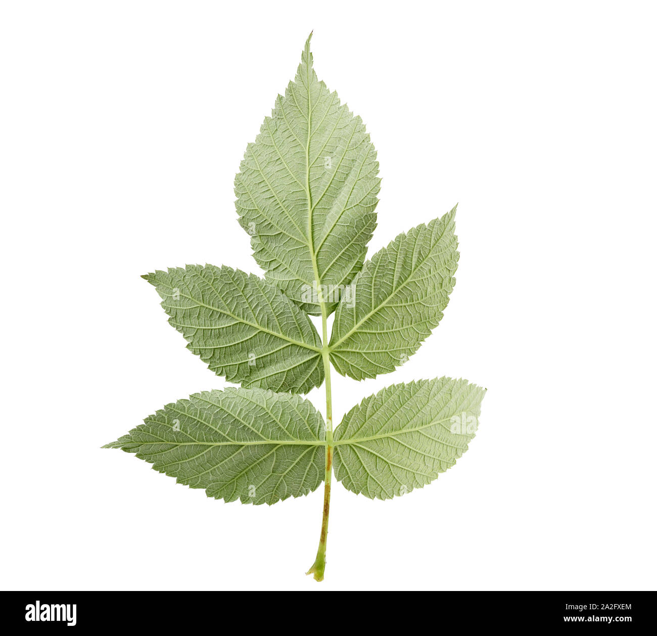 reverse structural side of a green raspberry leaf on a white background ...