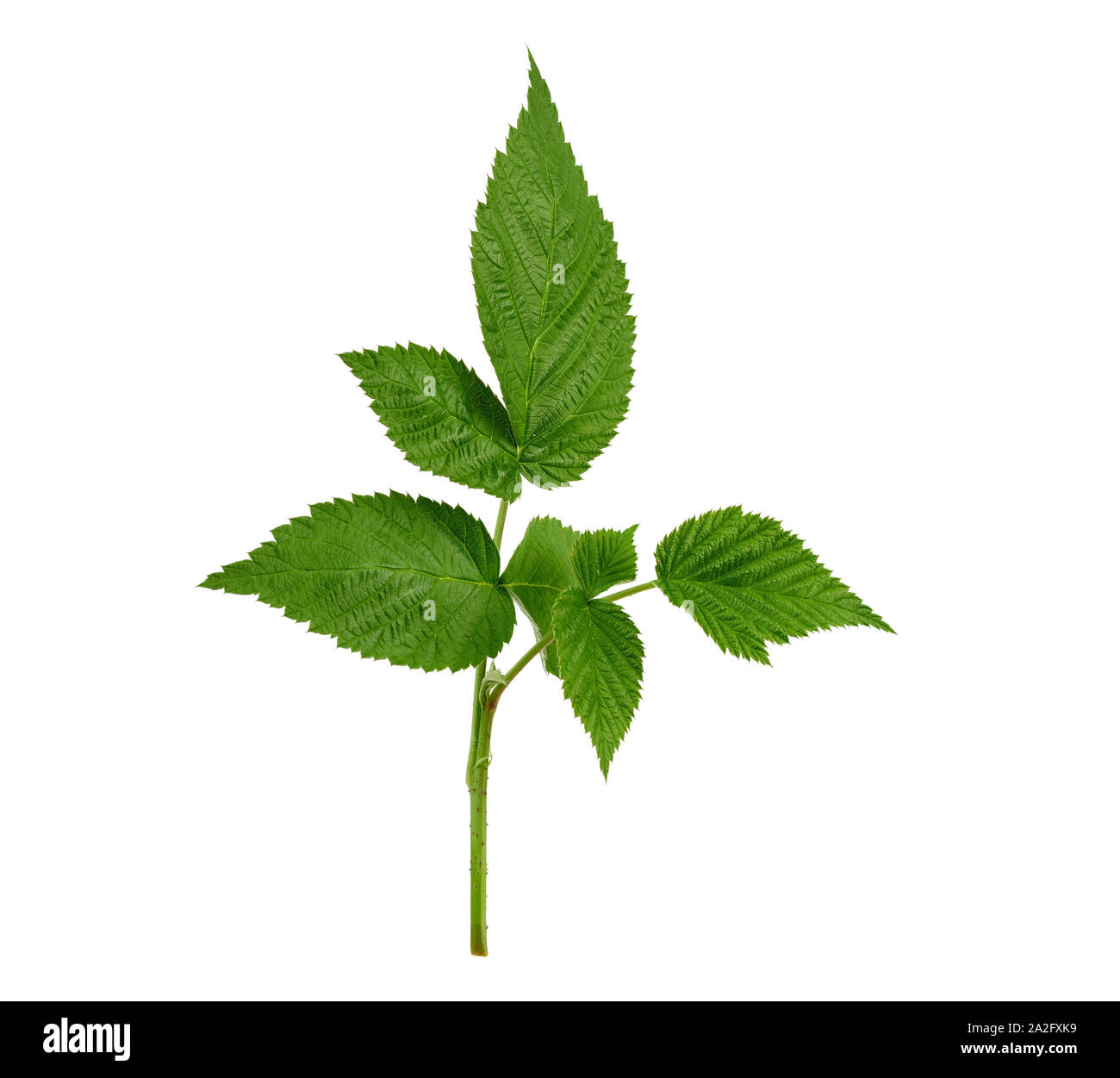raspberry branch with a green stem and leaves on a white background ...