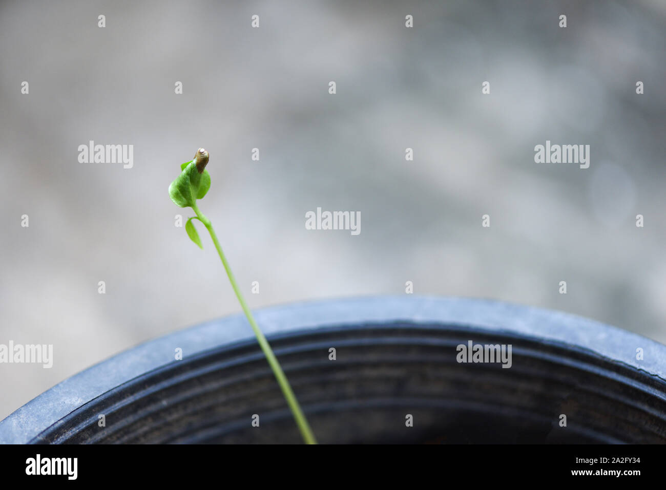 Sprouting plant on Cultivated soil in black pot / sprout seed growing ...