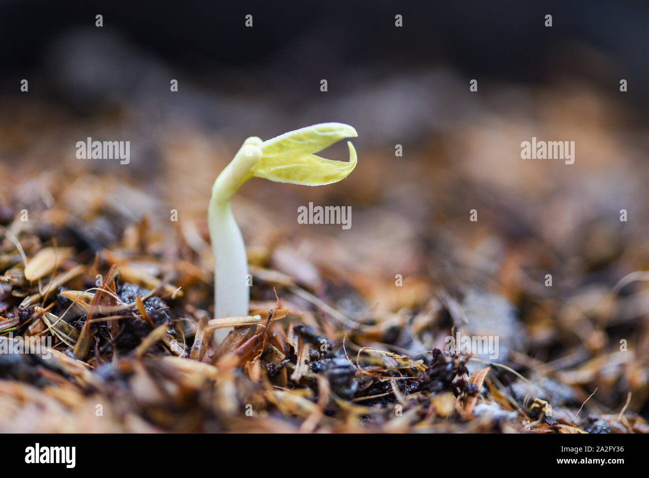 Close up Organic Sprouting beans on Cultivated soil / bean sprout seed ...