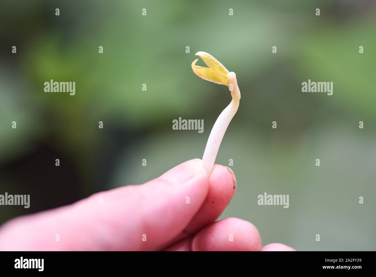 Close up Organic Sprouting beans on hand planting bean sprout seed ...