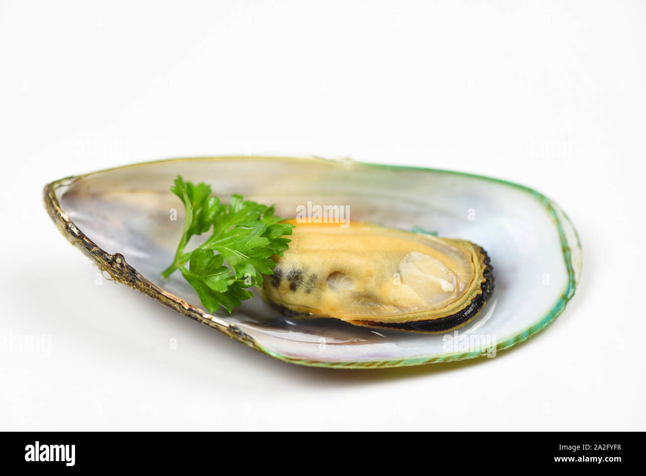 Mussels isolated on white background / Green mussel shell with parsley ...