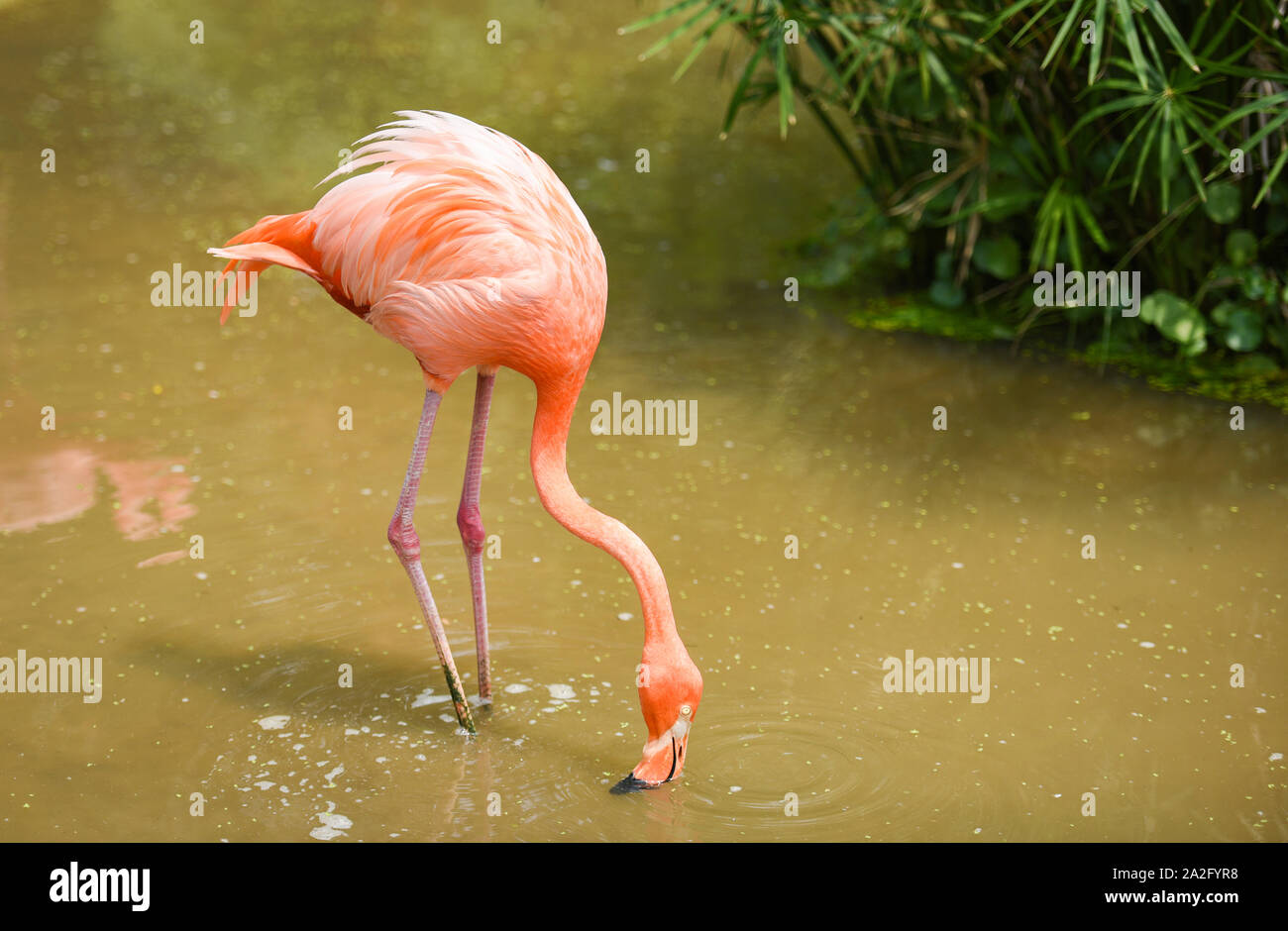 flamingo orange on nature green tropical plant background / Caribbean ...