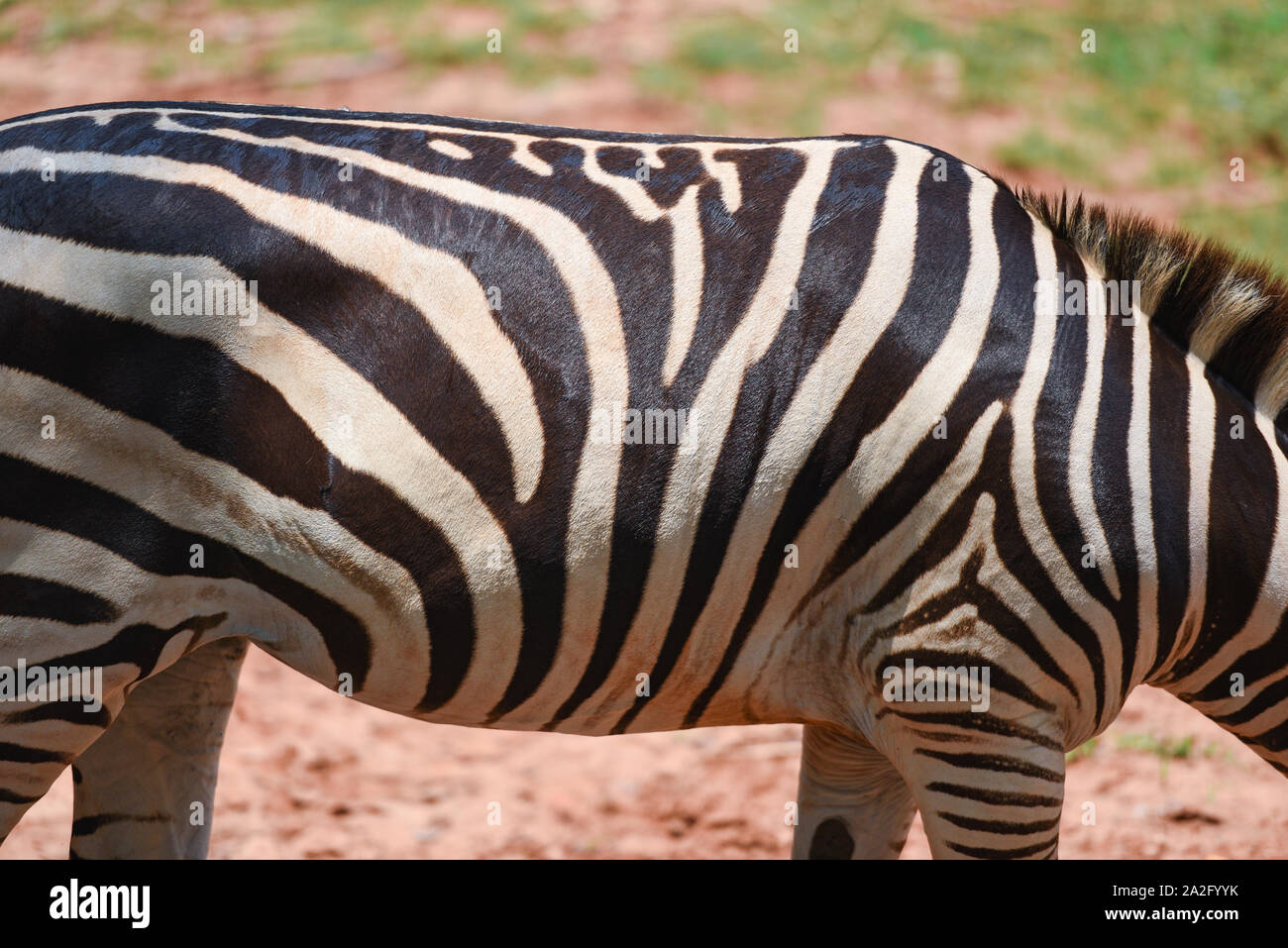 Real zebra animal hi-res stock photography and images - Alamy