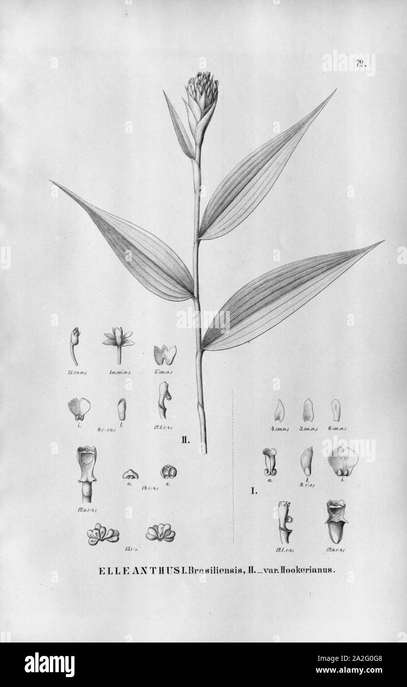Elleanthus brasiliensis - Fl.Br.3-5-72 Stock Photo - Alamy