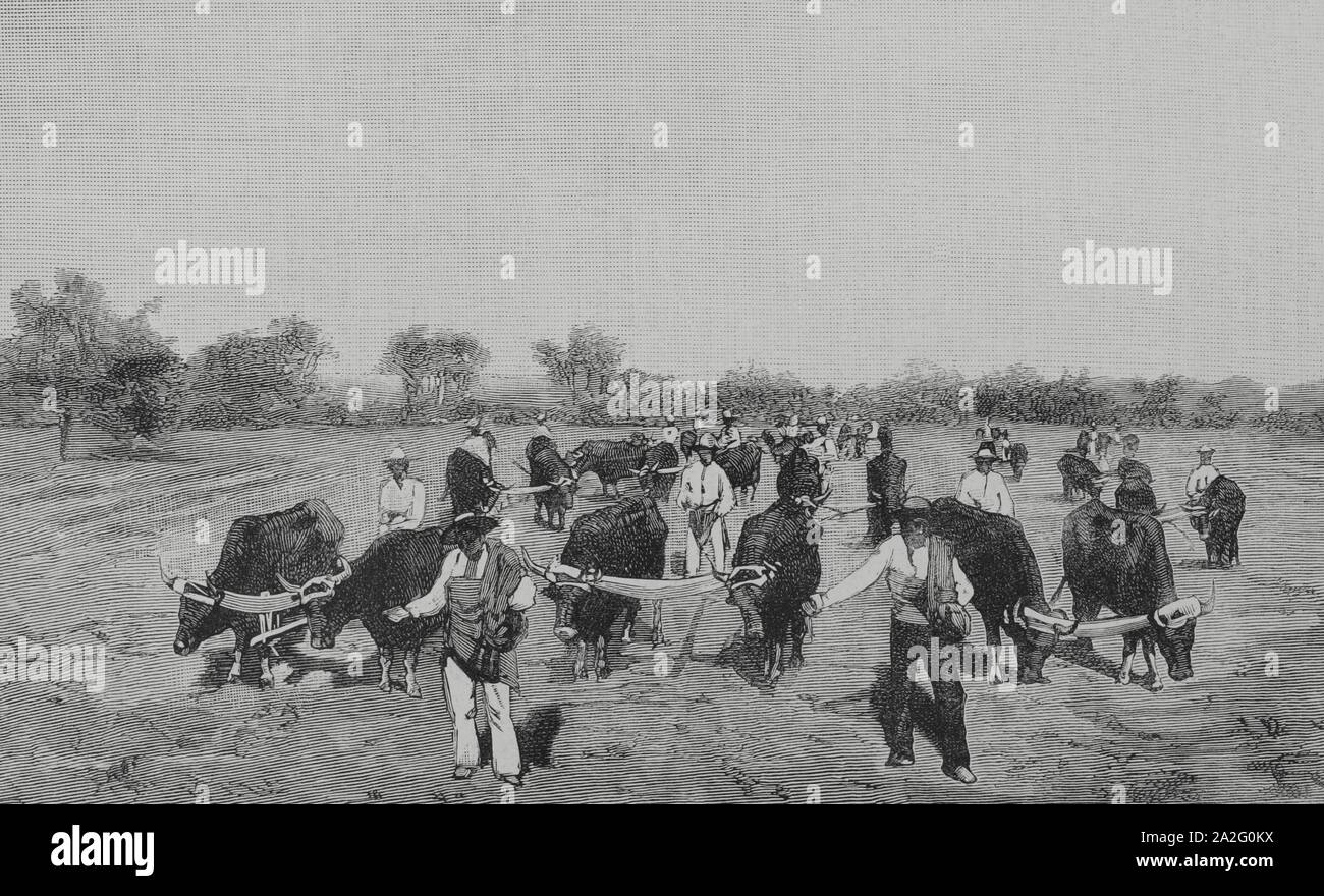 México. Siembra de trigo. Sembrado tradicional con yunta de bueyes y ... México. Siembra de trigo. Sembrado tradicional con yunta de bueyes y ...