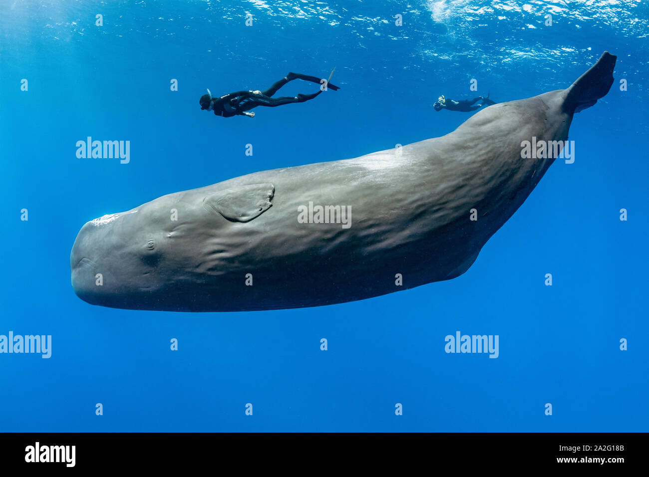Free Diver Swim Over An Upturned Sperm Whale Physeter Macrocephalus