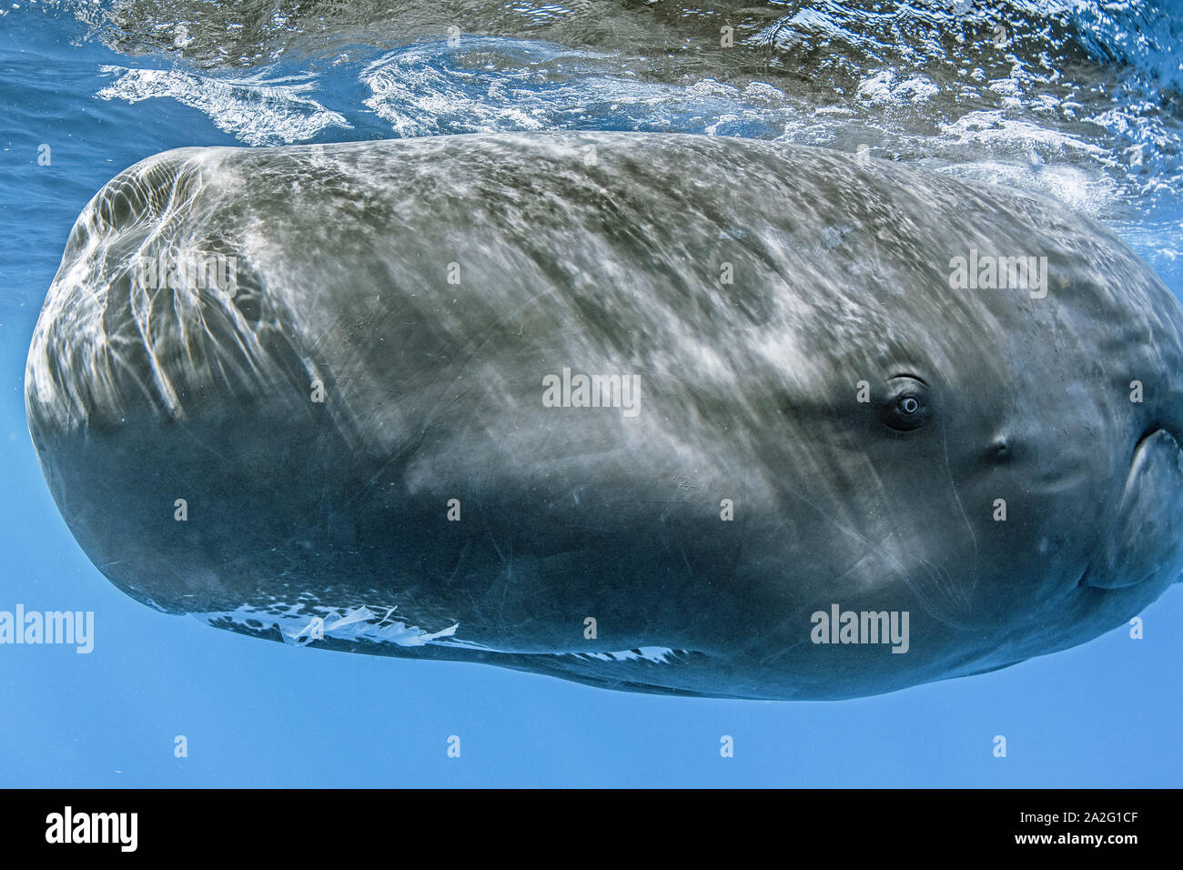 Portrait of a sperm whale, Physeter macrocephalus, The sperm whale is ...