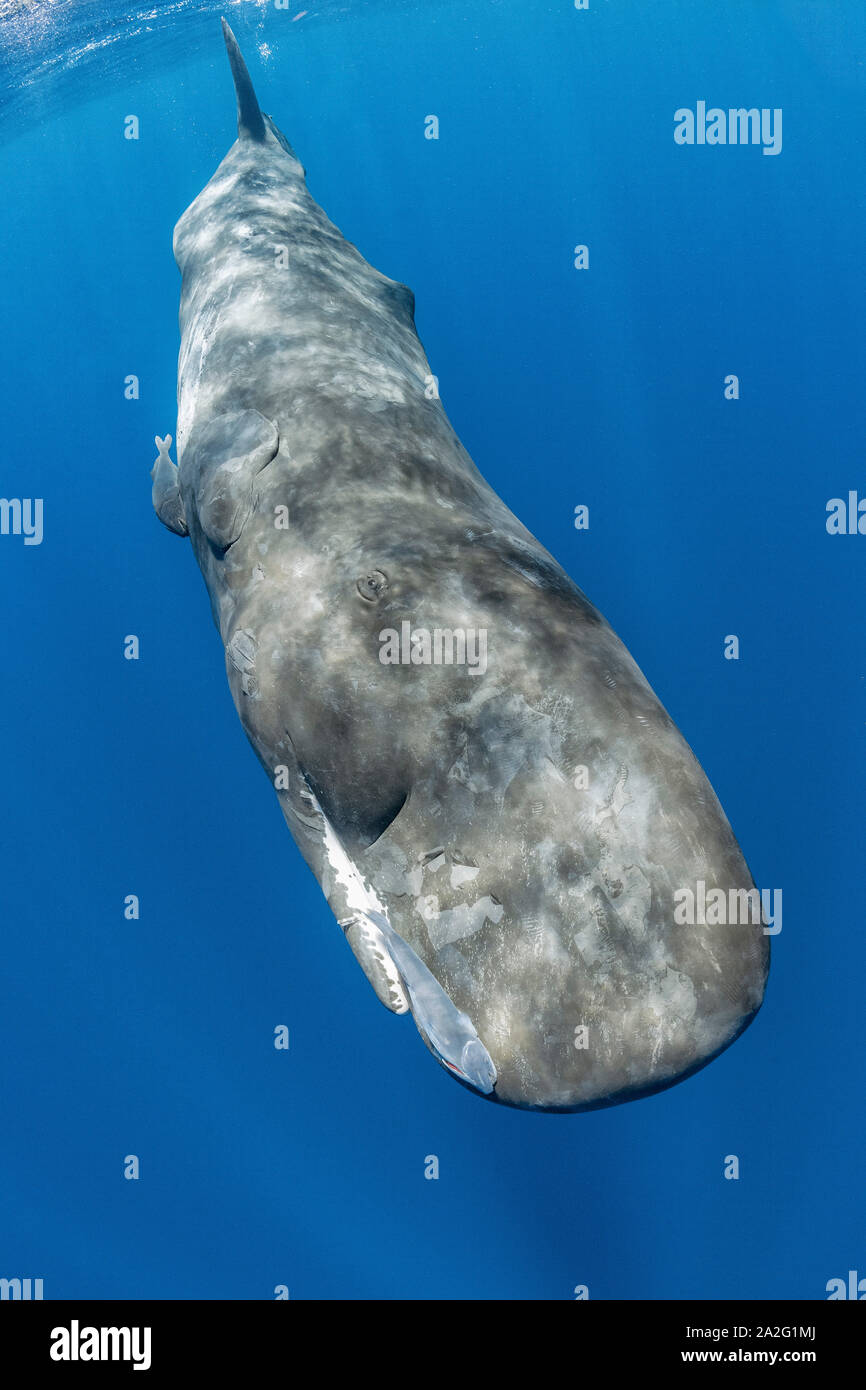 Sperm whale, Physeter macrocephalus, The sperm whale is the largest of ...