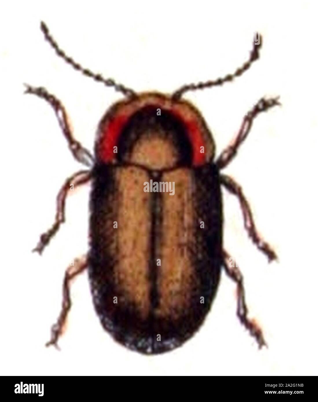 Elodes marginata hi-res stock photography and images - Alamy