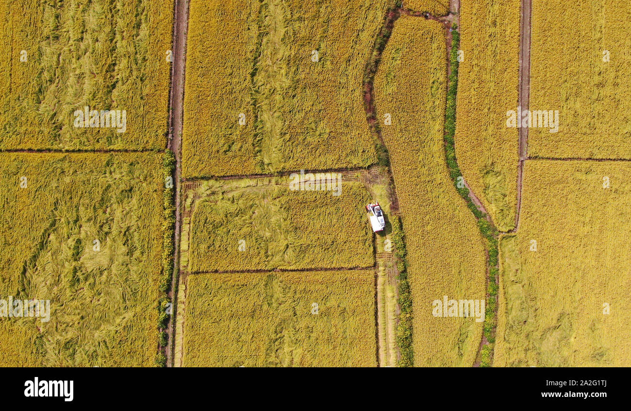 Reaping rice beijing hi-res stock photography and images - Alamy