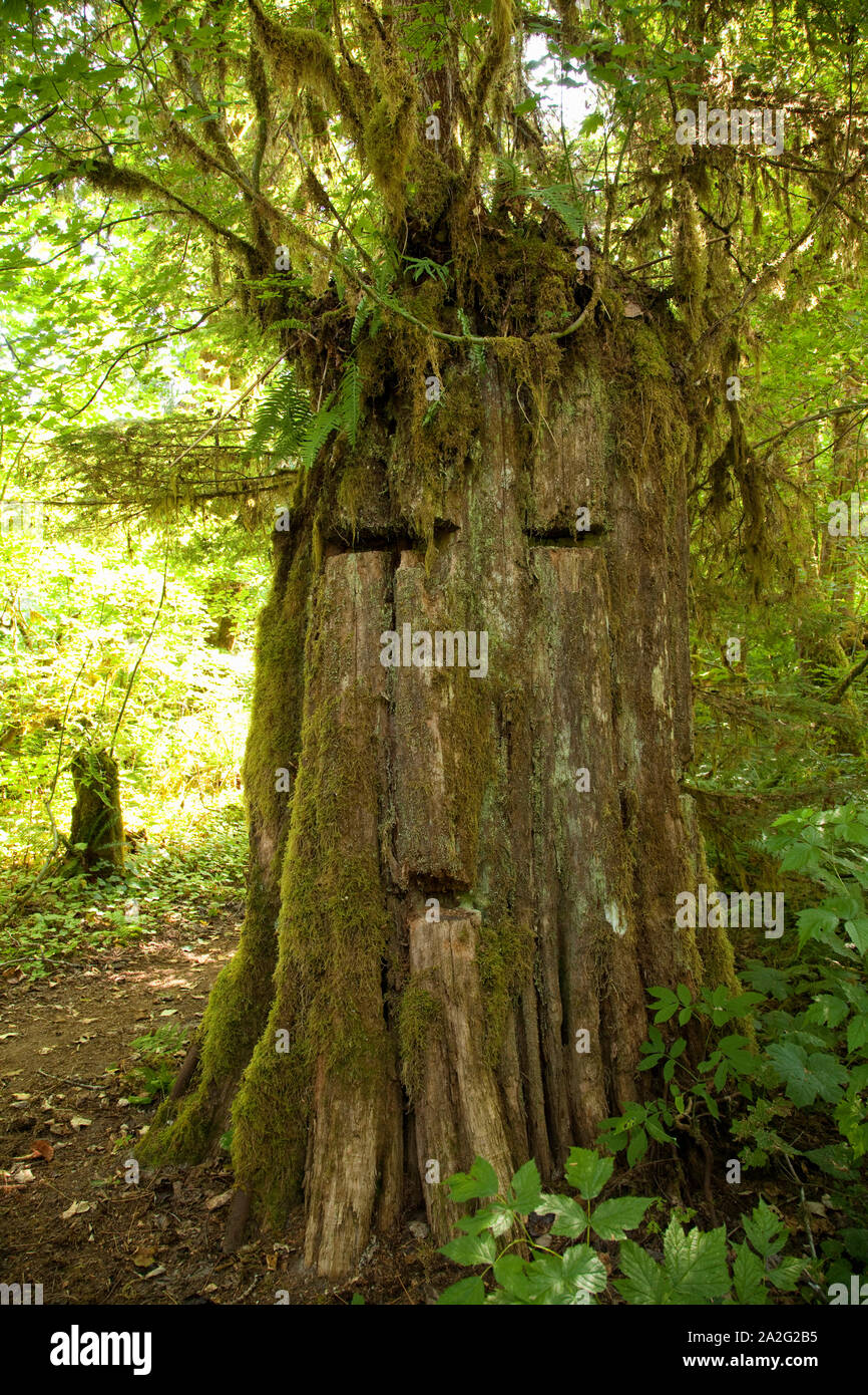 Weirwood tree hi-res stock photography and images - Alamy