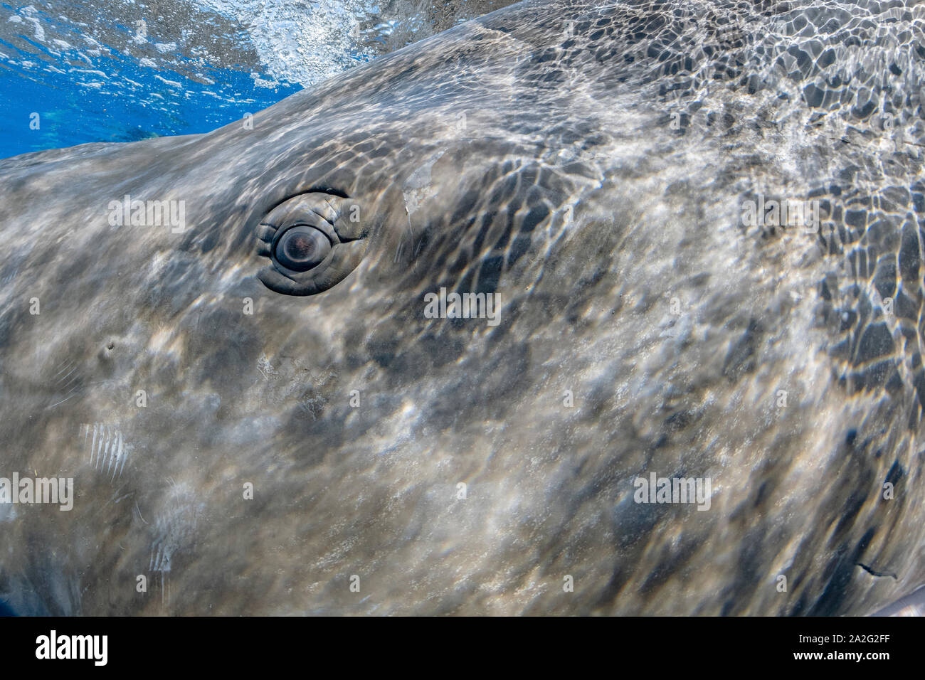 Eye detail of a sperm whale, Physeter macrocephalus, The sperm whale is ...