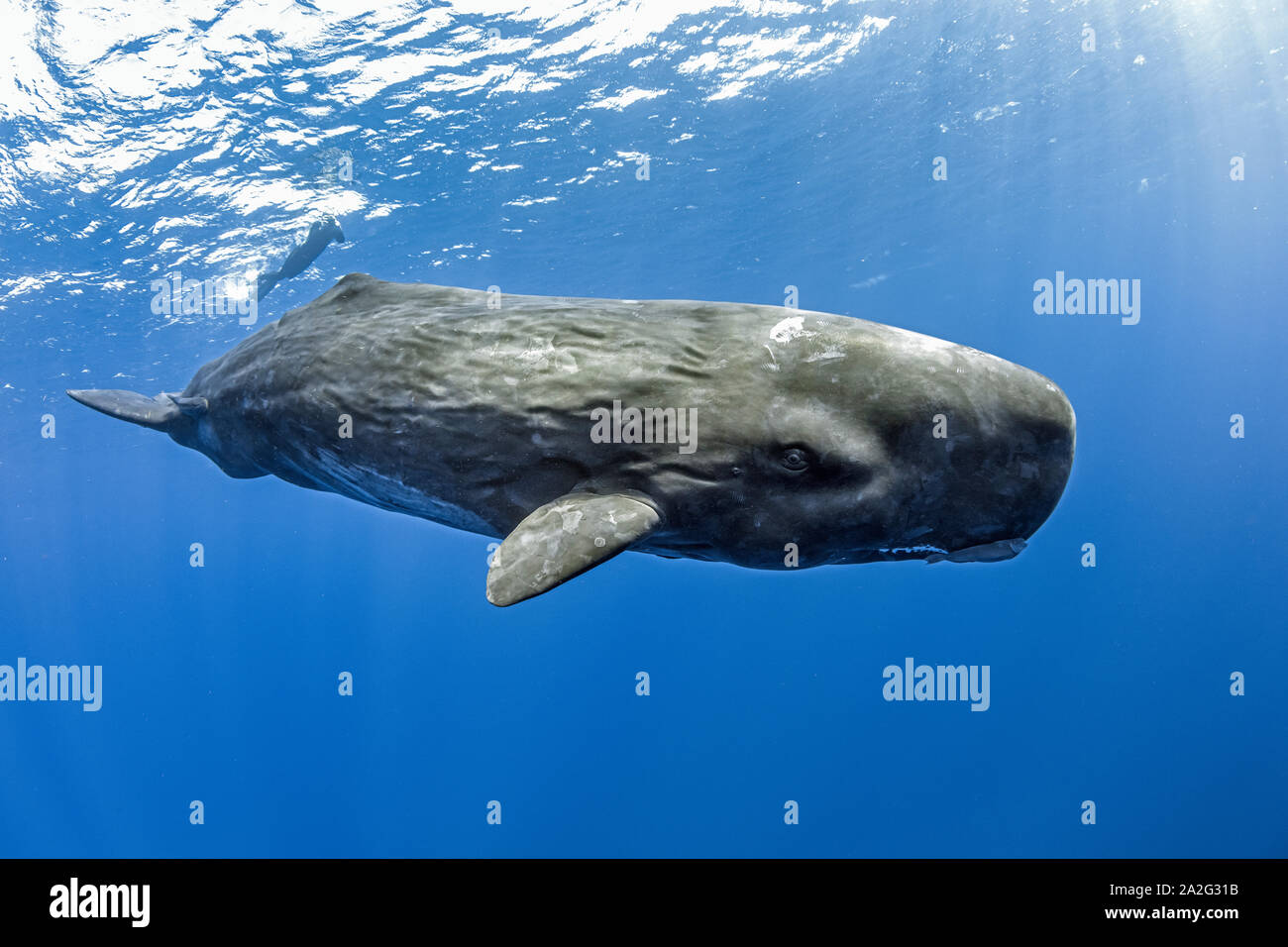 Free diver swimming with a sperm whale, Physeter macrocephalus, The sperm whale is the largest ...