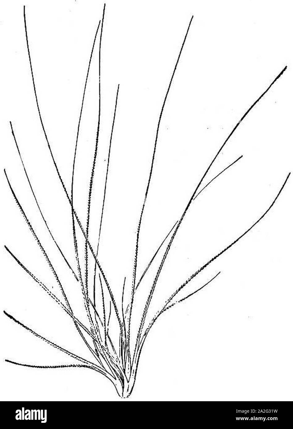 Elymus multisetus HC-1950 Stock Photo - Alamy