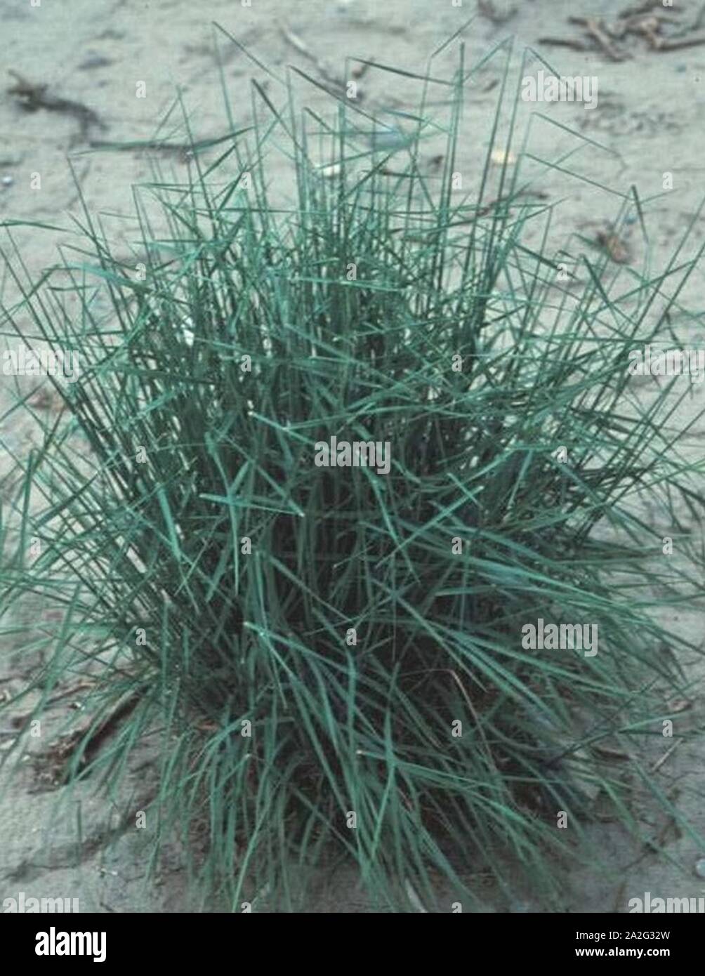 Elymus wawawaiensis hi-res stock photography and images - Alamy