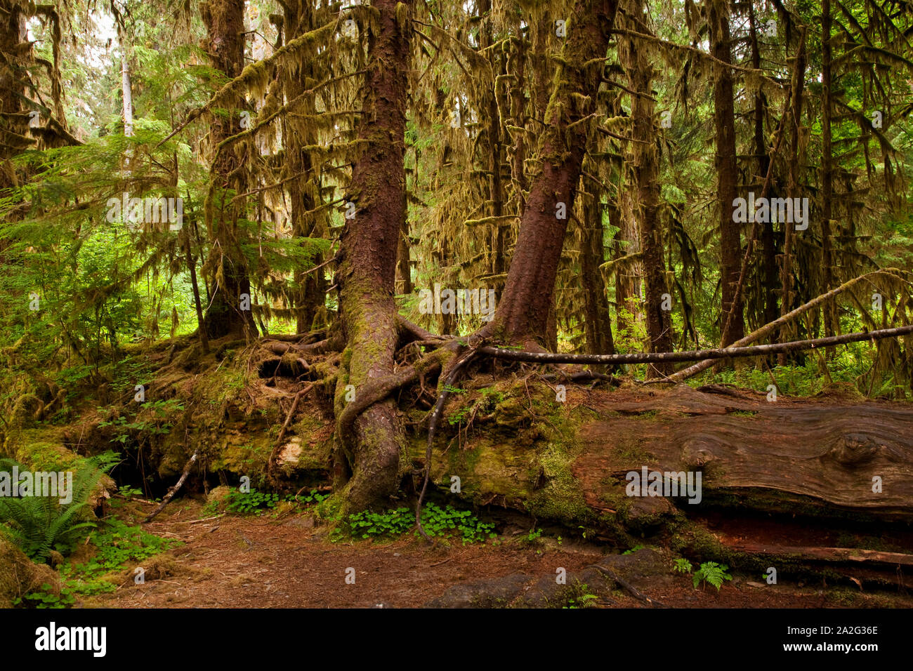 Nurse log hi-res stock photography and images - Alamy