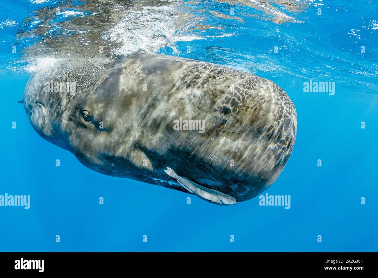 Sperm whale, Physeter macrocephalus, The sperm whale is the largest of ...
