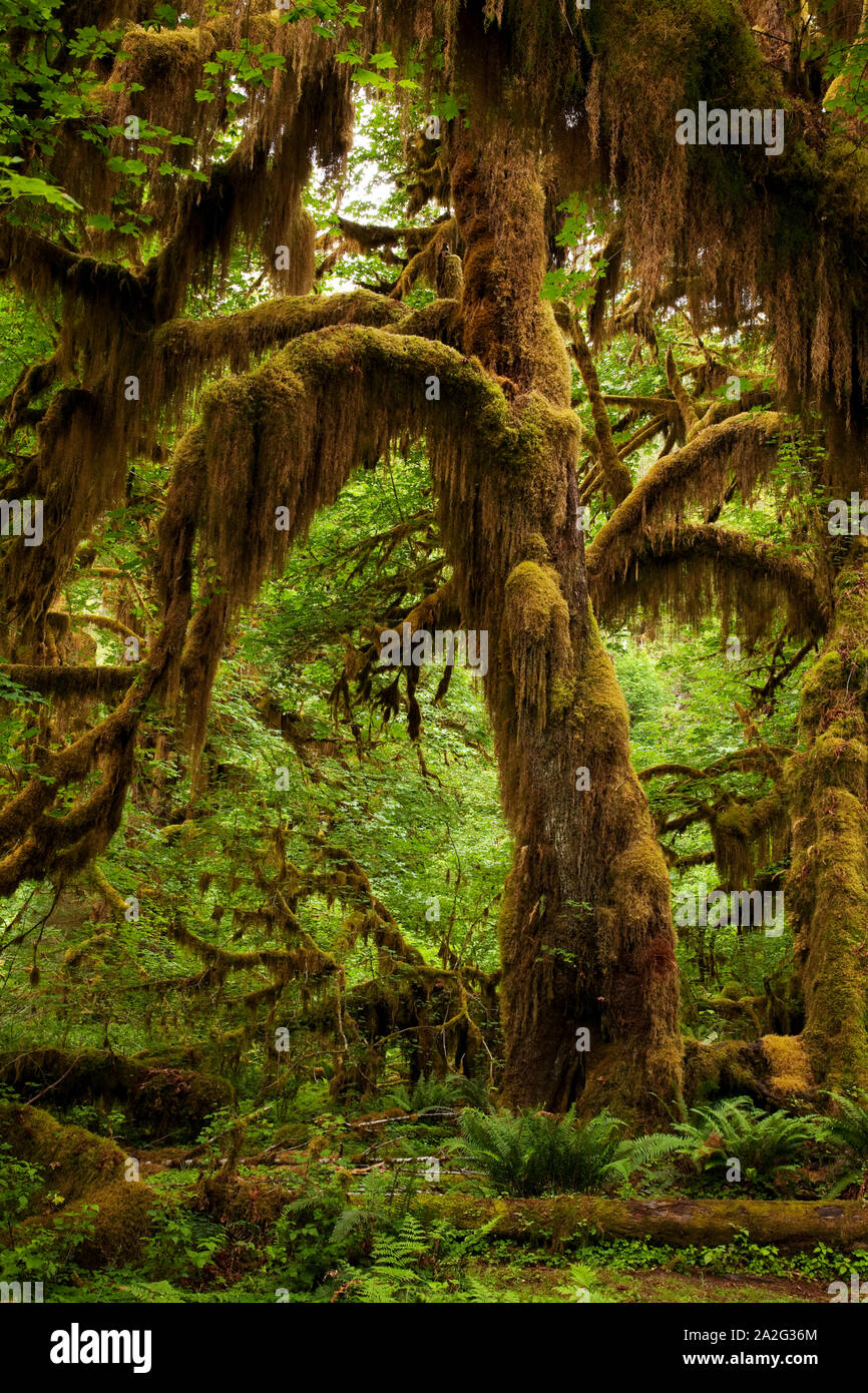 Olympic National Park Hoh Rainforest State Of Wilderness