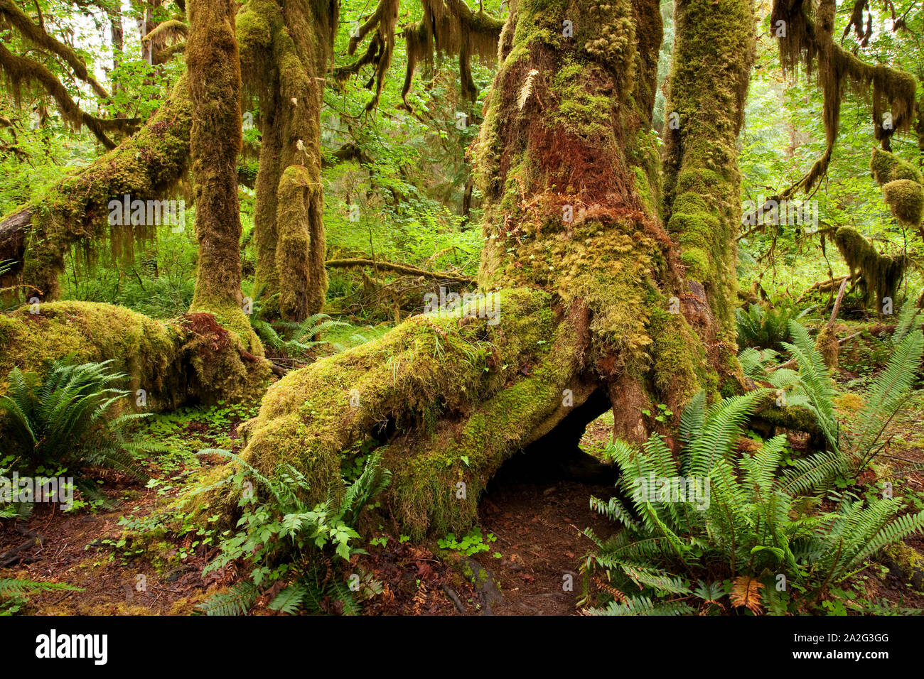 Hoh rain forest, Olympic National Park Stock Photo - Alamy