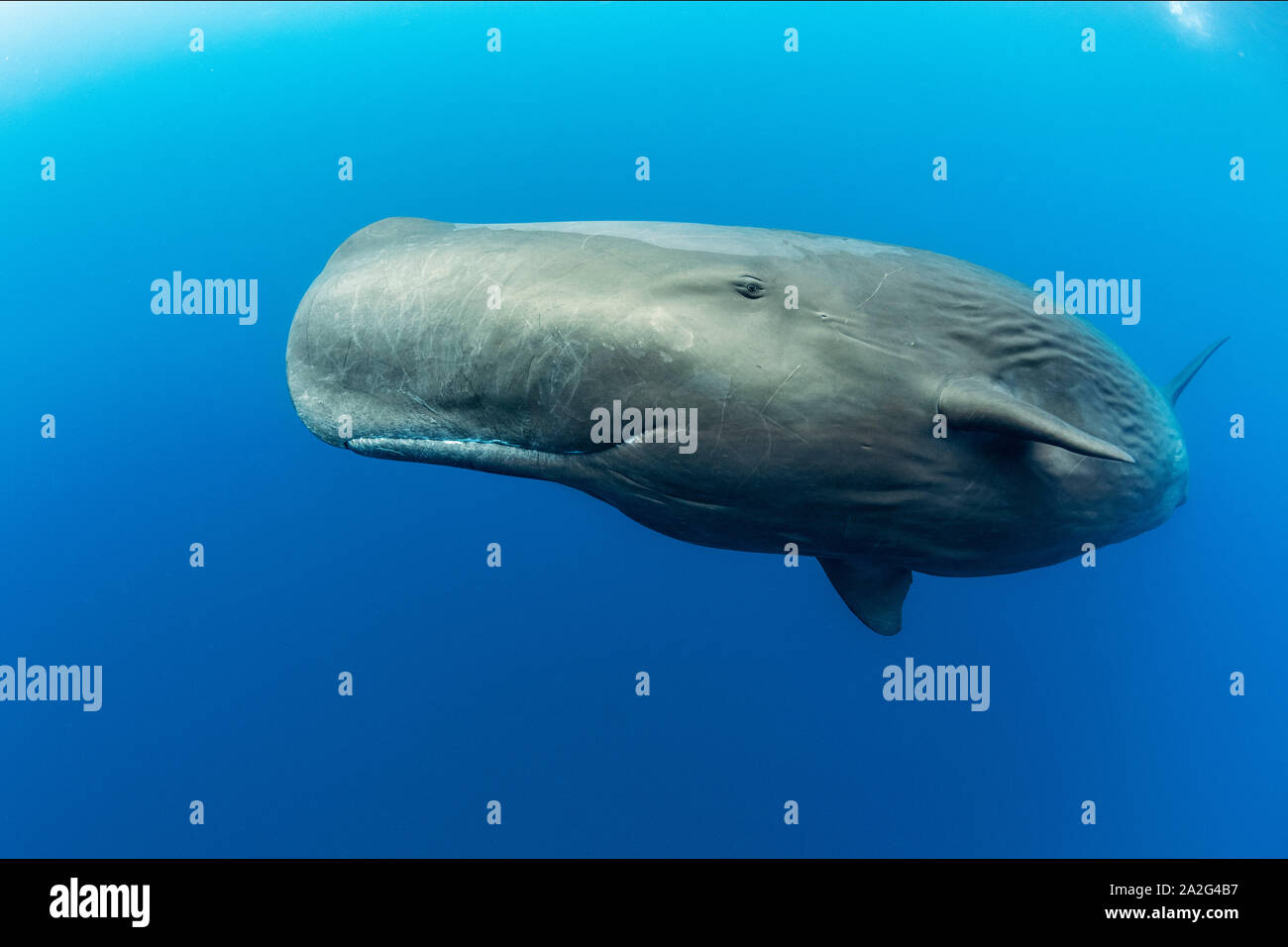 Sperm whale, Physeter macrocephalus, The sperm whale is the largest of ...