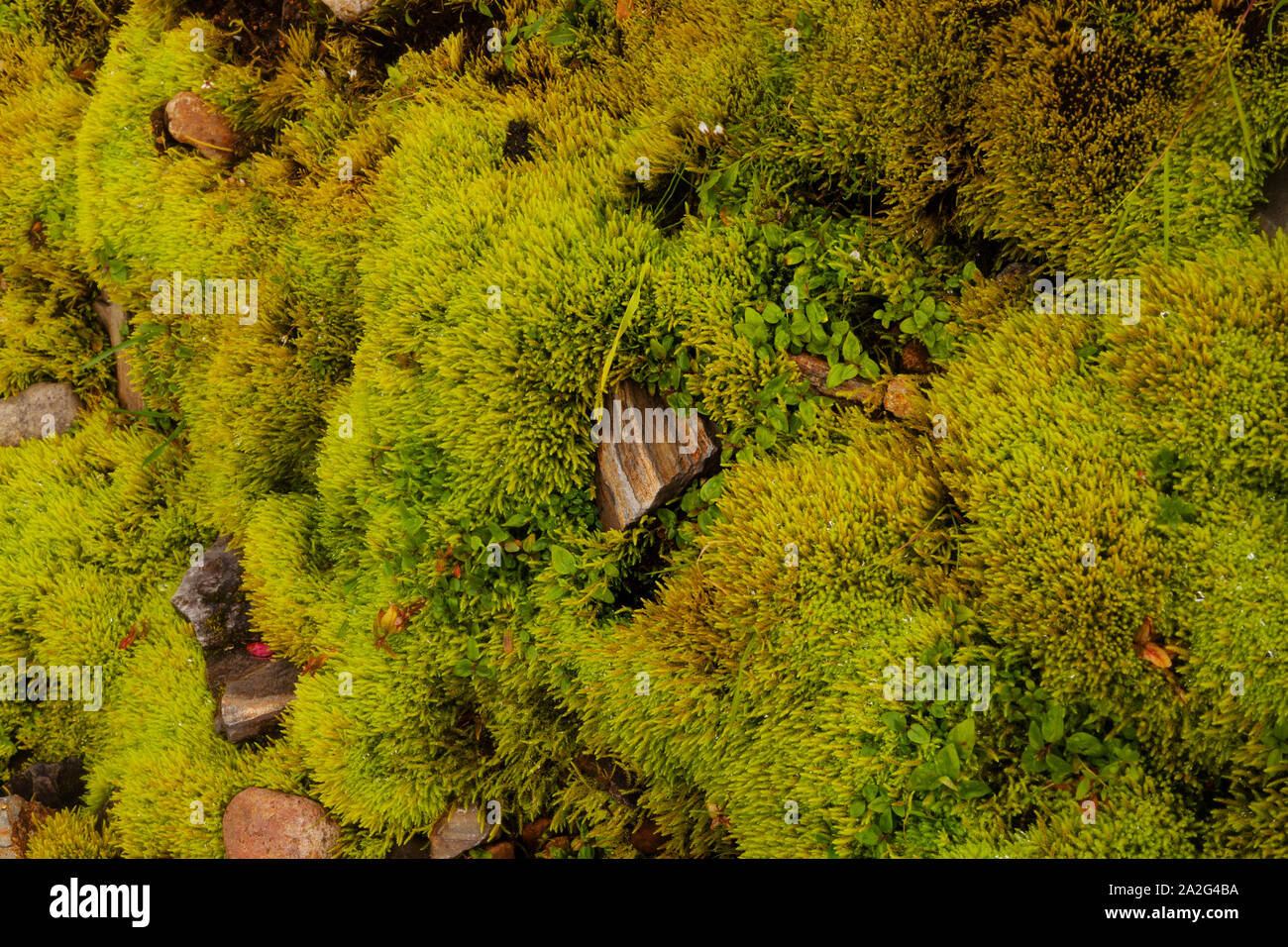 Moss backgrounds hi-res stock photography and images - Alamy