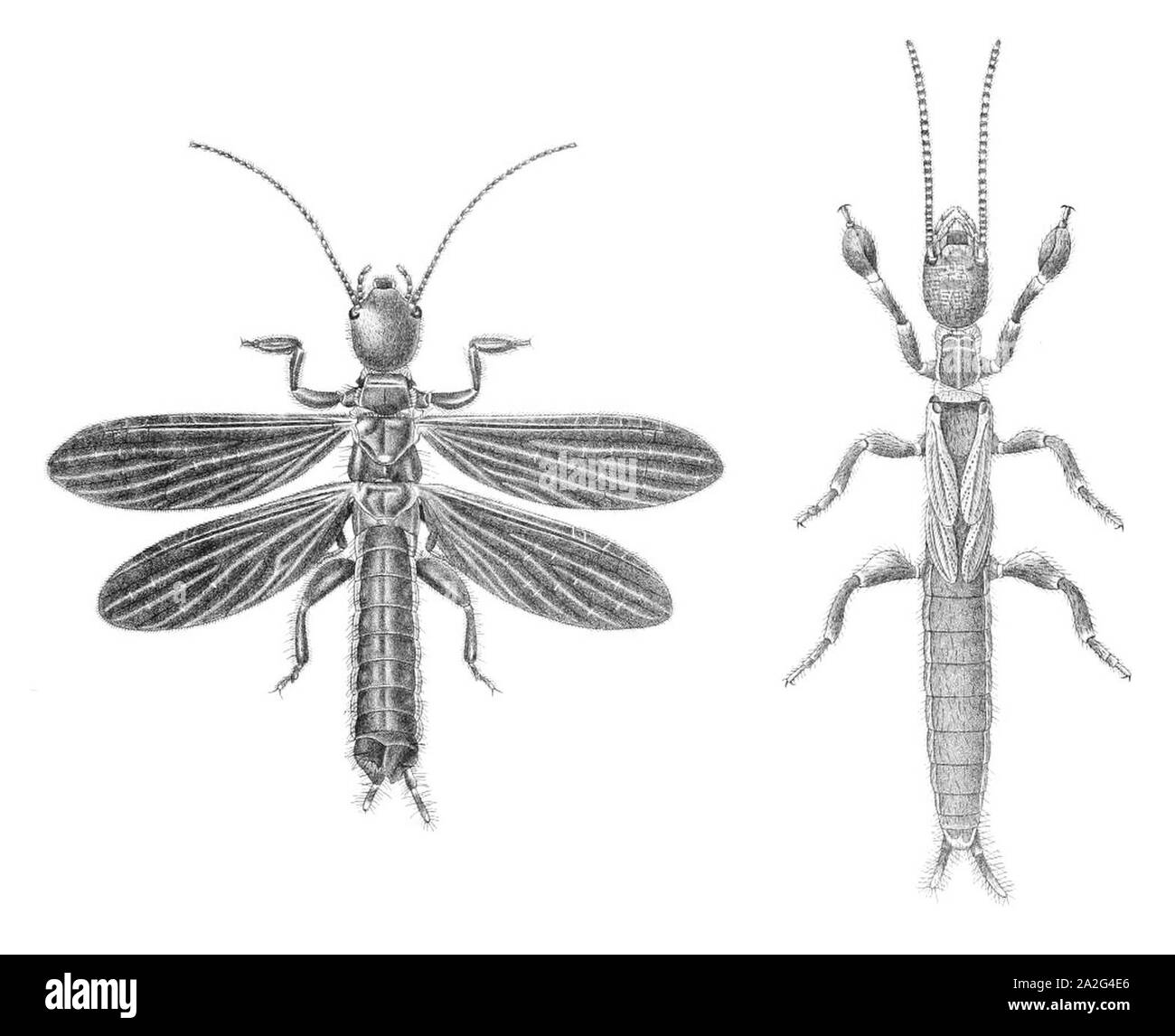 Embia hi-res stock photography and images - Alamy