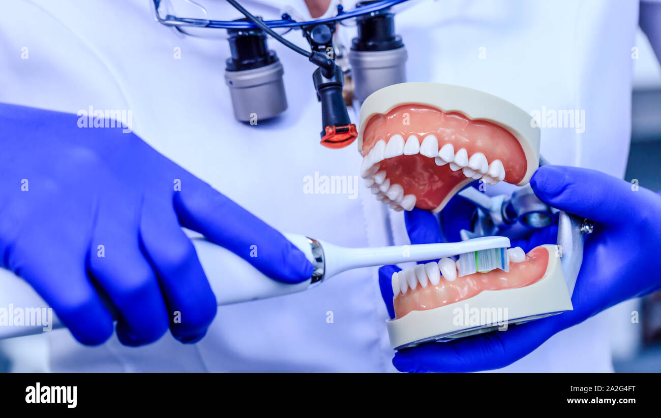 Real dentist with blue gloves showing on a jaw model how to clean the ...