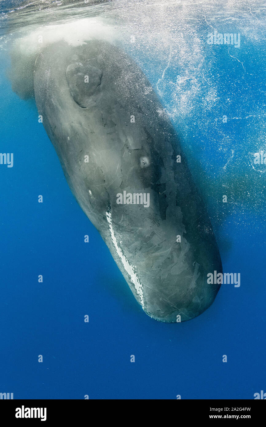 Whale feces hi-res stock photography and images - Alamy