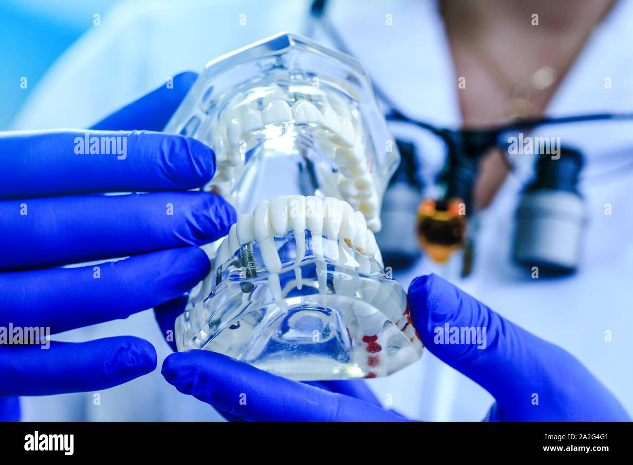 Teeth model held by real dentist with blue gloves. Dentist showing a ...