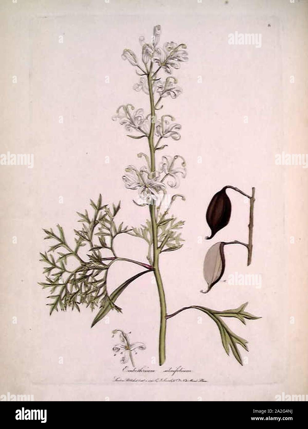 Silaifolium hi-res stock photography and images - Alamy