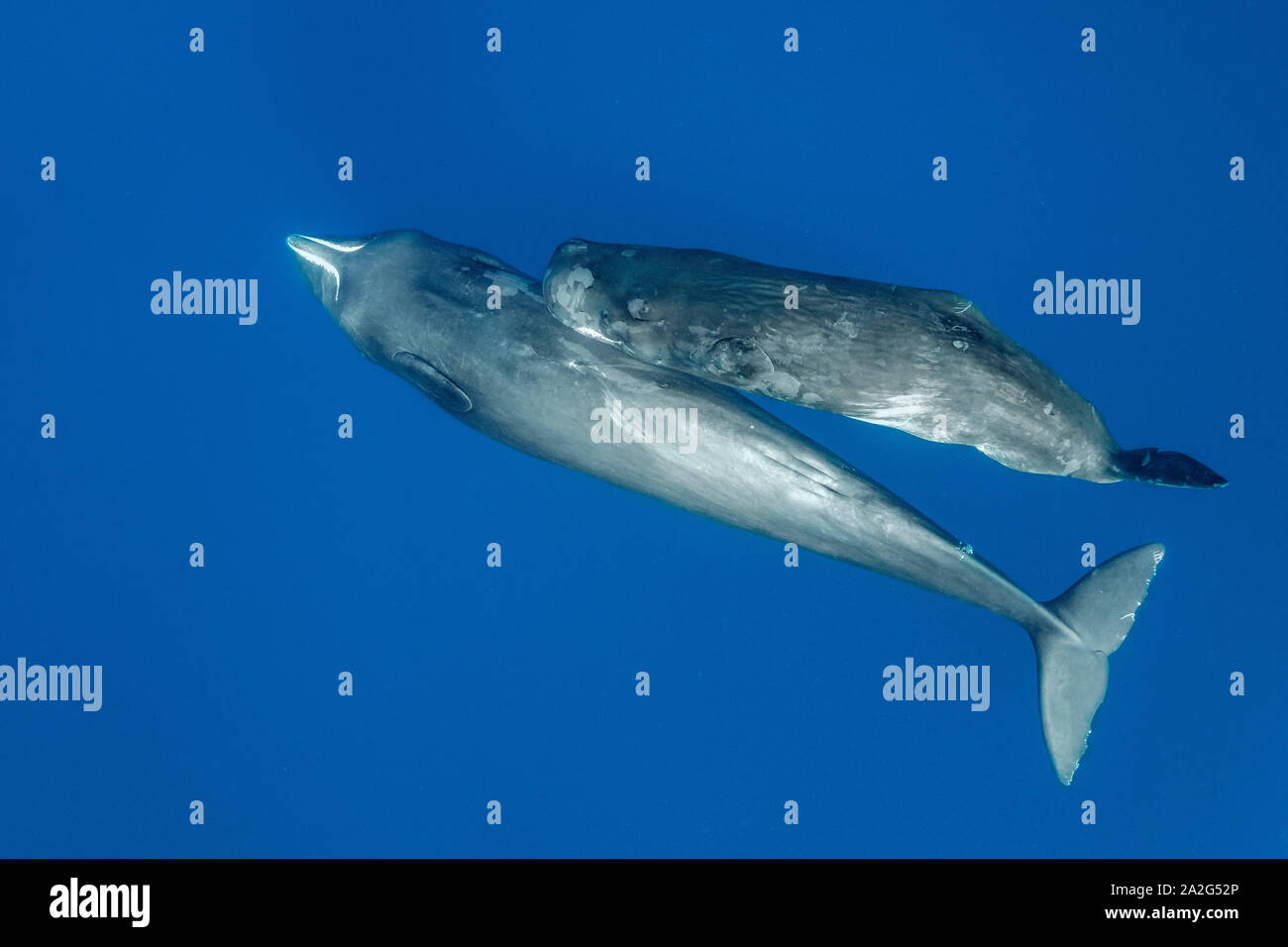 A mother and calf Sperm whale, Physeter macrocephalus, The sperm whale is the largest of the ...