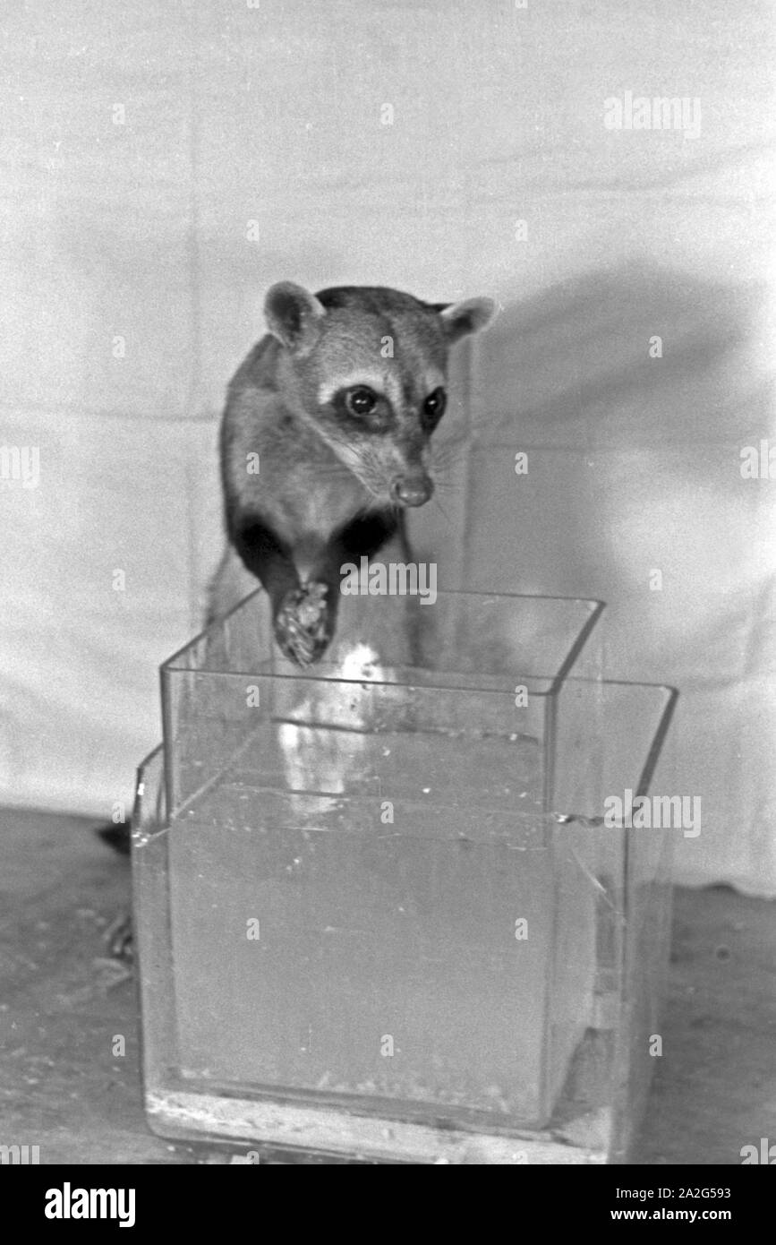 University animal experiments Black and White Stock Photos & Images - Alamy
