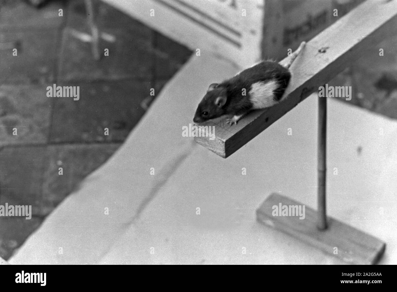 Rat maze hi-res stock photography and images - Alamy