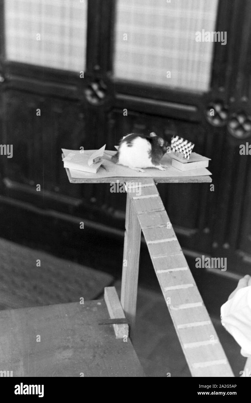 Rat experiment Black and White Stock Photos & Images - Alamy