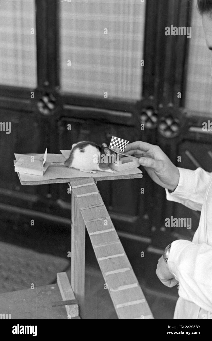 Rat experiment Black and White Stock Photos & Images - Alamy