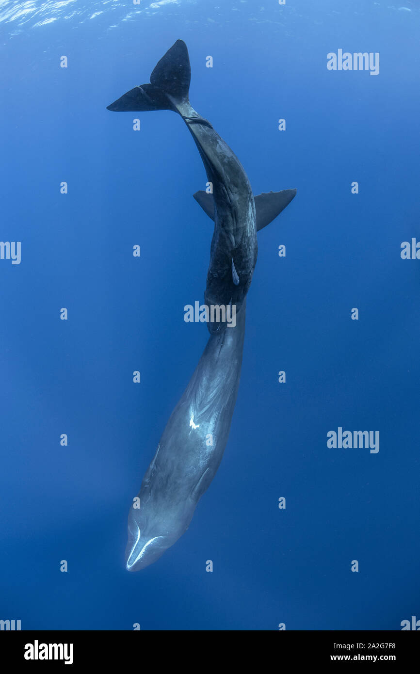 Whales feeding underwater hi-res stock photography and images - Alamy