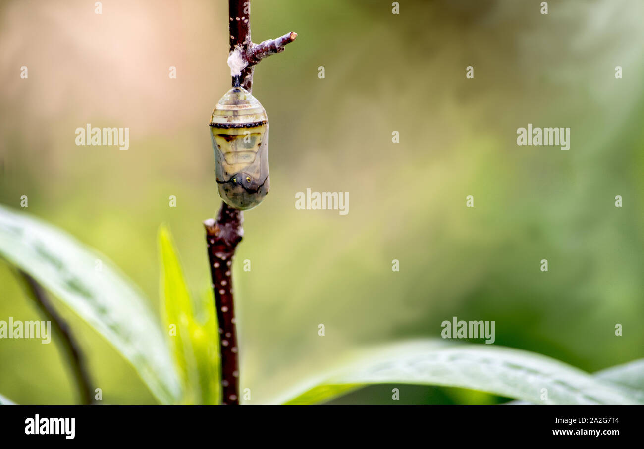 Monarch cocoon still life in the wild, with copy space Stock Photo - Alamy
