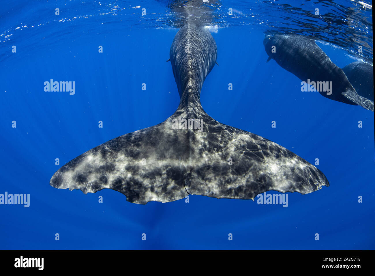 sperm whale, Physeter macrocephalus, The sperm whale is the largest of ...
