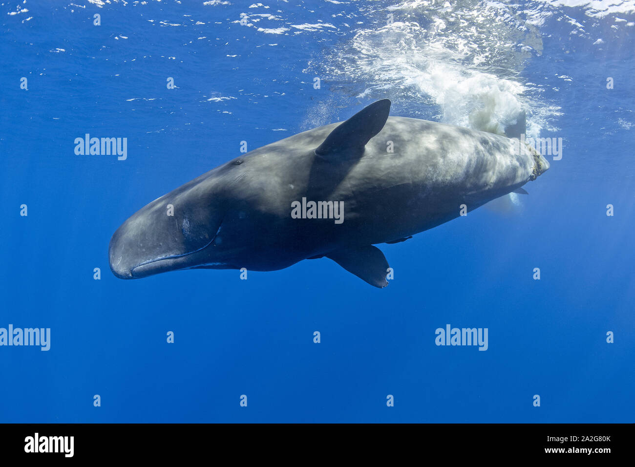 Sperm whale, Physeter macrocephalus, swim away leaving a cloud of feces ...
