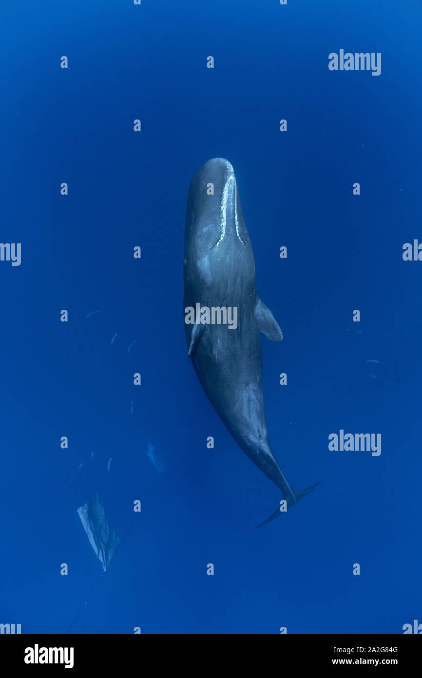 Sperm whale, Physeter macrocephalus, The sperm whale is the largest of ...