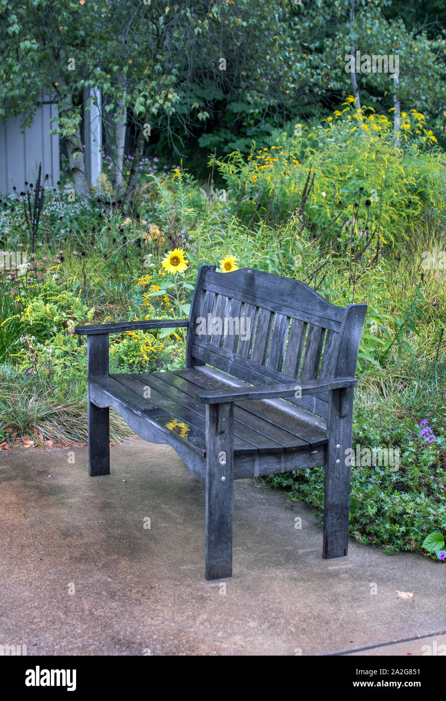 wet, wooden park bench in a rainy park of wild flowers Stock Photo - Alamy
