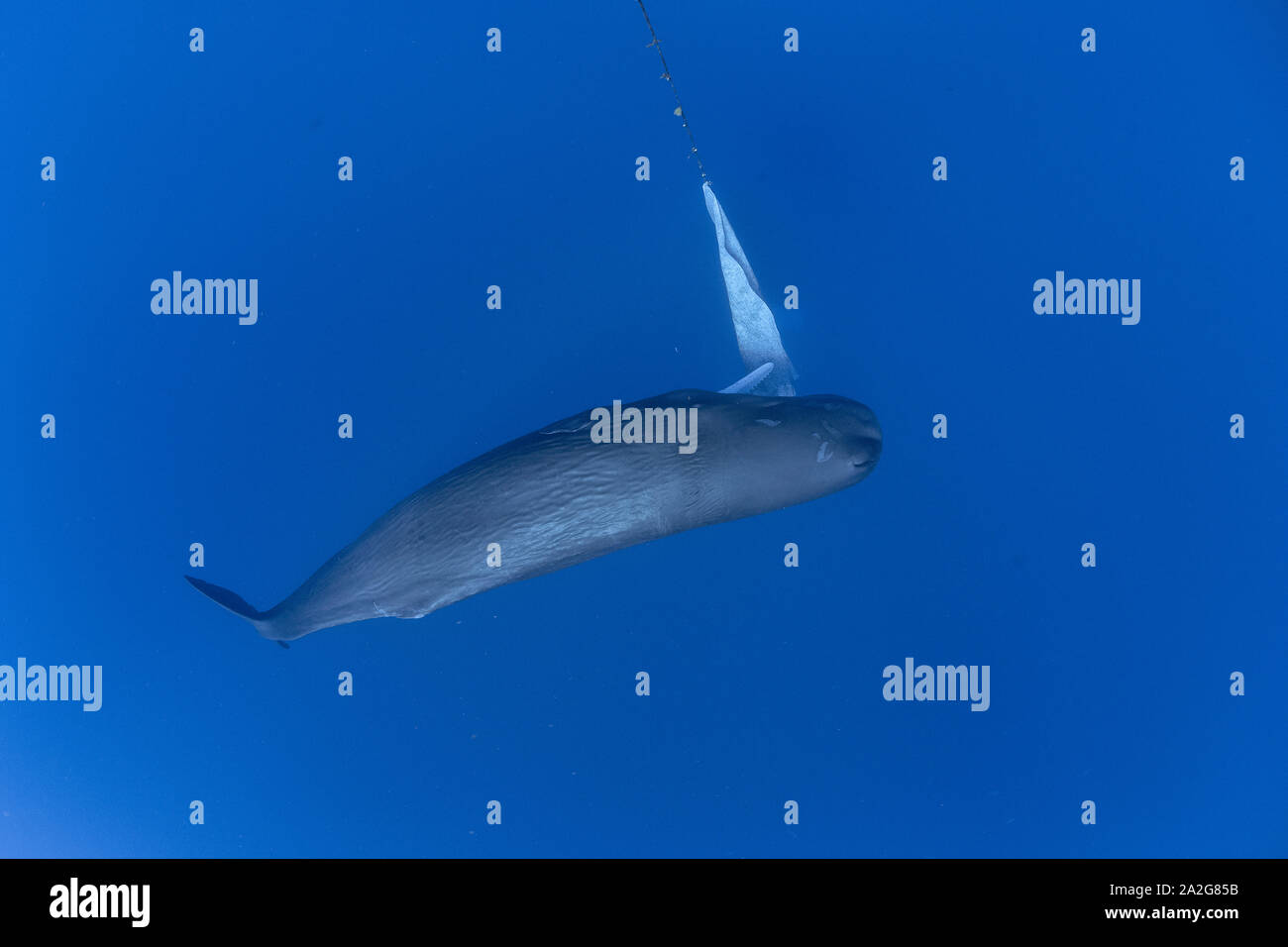 Sperm whale, Physeter macrocephalus, attracted by a fishing device, The ...