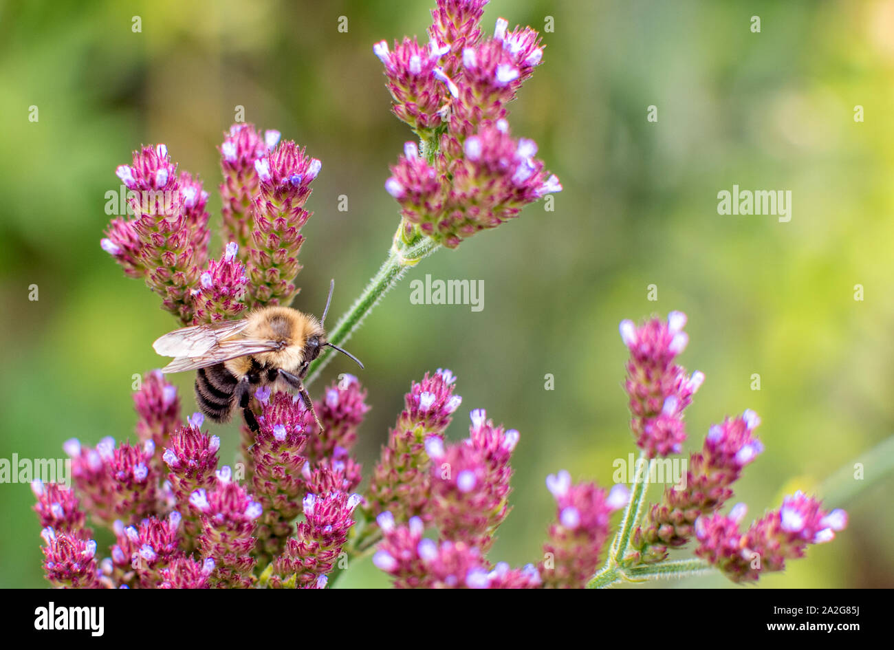 A happy bumble bee is enjoying the pollen in this pretty pink fall ...