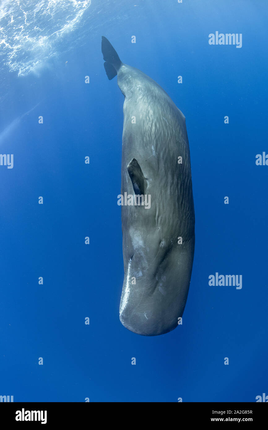 Sperm whale, Physeter macrocephalus, The sperm whale is the largest of ...