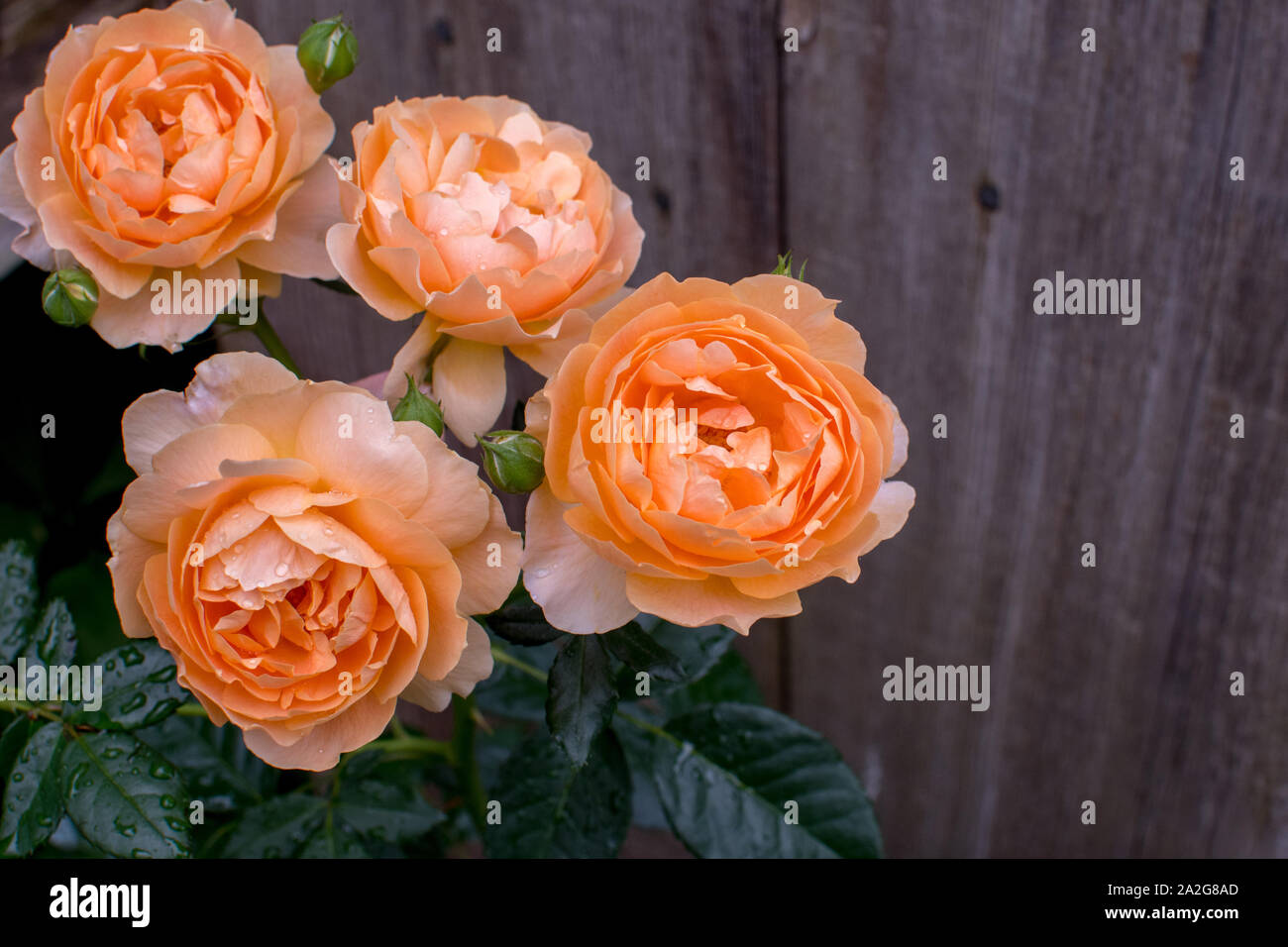 Delicate peach roses create a beautiful still life, growing against a ...