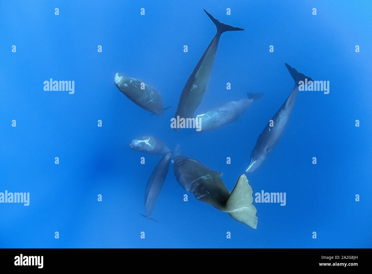 sperm whale, Physeter macrocephalus, pod, sleeping, socializing ...