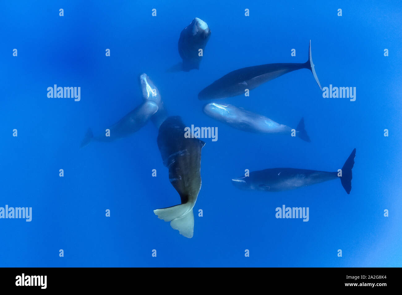 sperm whale, Physeter macrocephalus, pod, sleeping, socializing ...